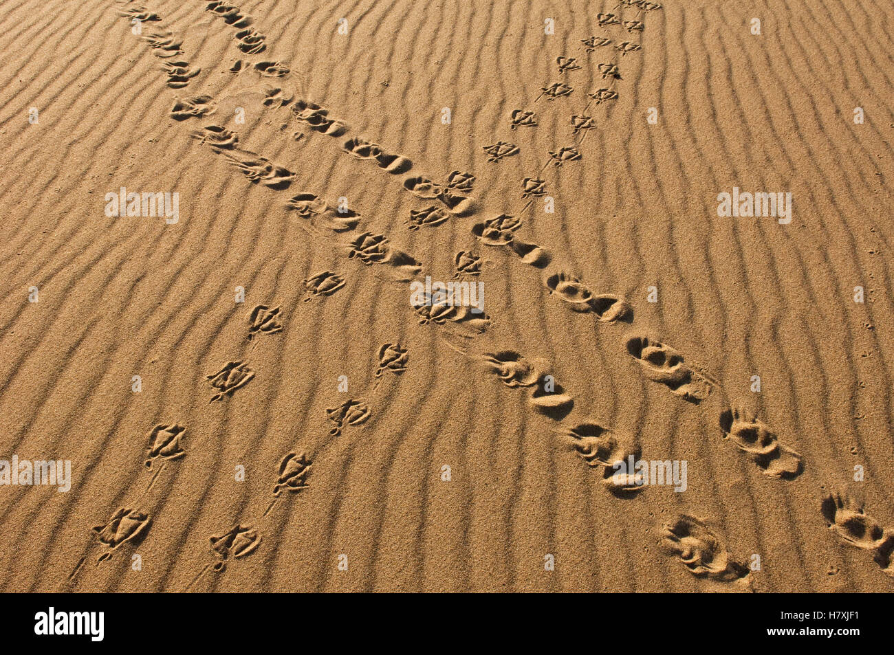 Yellow-spotted Amazon River Turtle (Podocnemis unifilis) tracks from ...