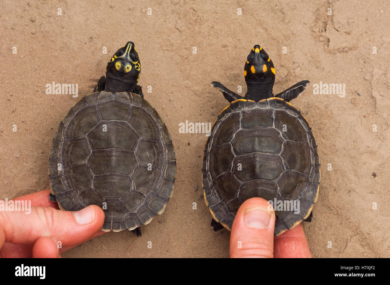 South American River Turtle (Podocnemis expansa) and Yellow-spotted ...