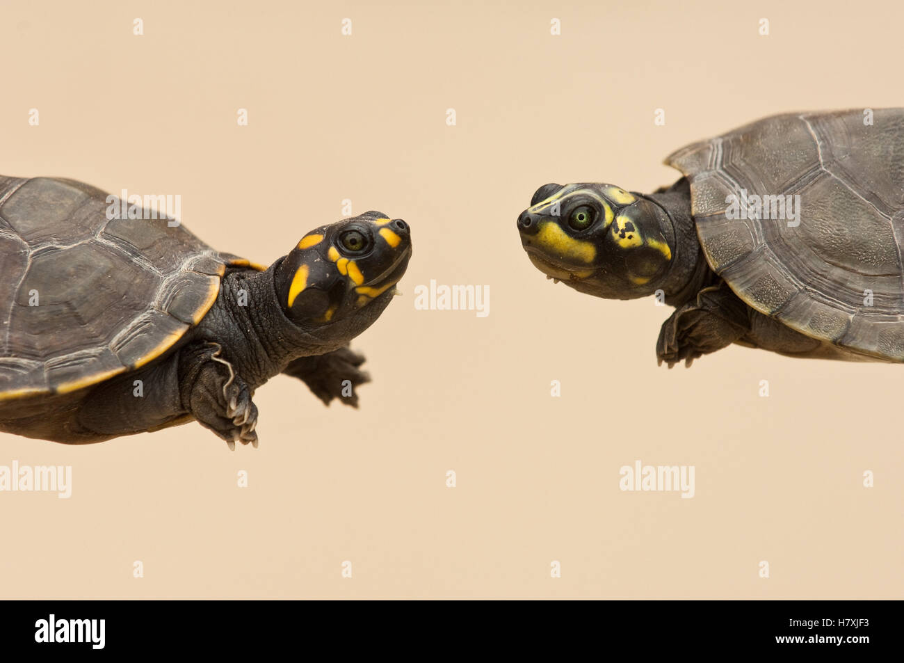 South American River Turtle (Podocnemis expansa) and Yellow-spotted ...