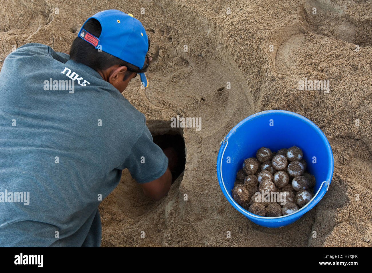 South American River Turtle (Podocnemis expansa) nests being dug up for ...