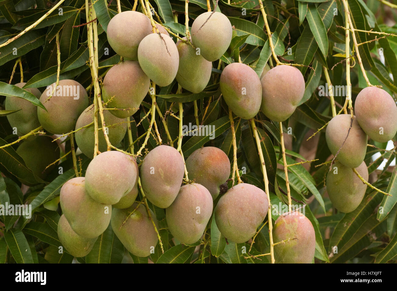 Mango (Mangifera indica) fruit, Orinoco River, Apure, Venezuela Stock ...