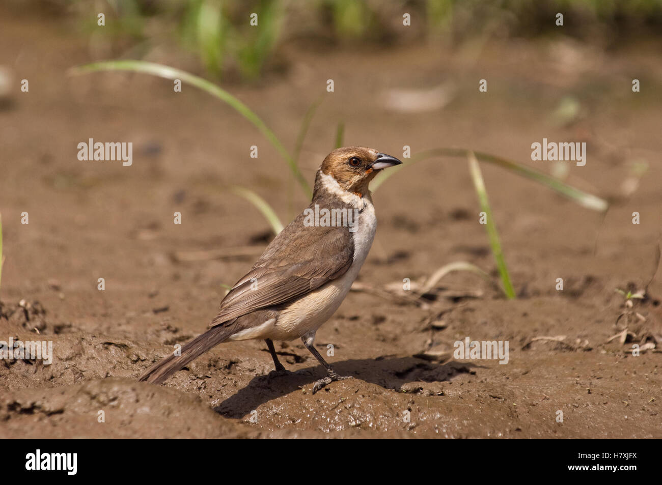 Red-capped Cardinal (Paroaria gularis) juvenile, Orinoco River, Apure ...