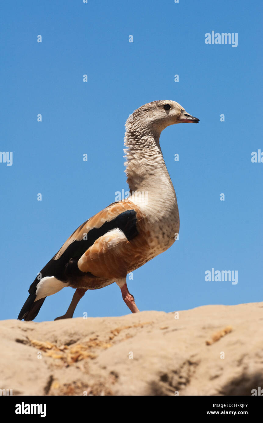 Orinoco Goose (Neochen jubata), Orinoco River, north of Puerto Ayacucho ...