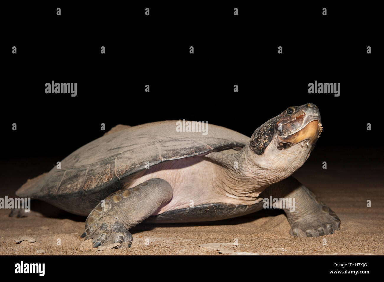 South American River Turtle (Podocnemis expansa) after laying eggs ...