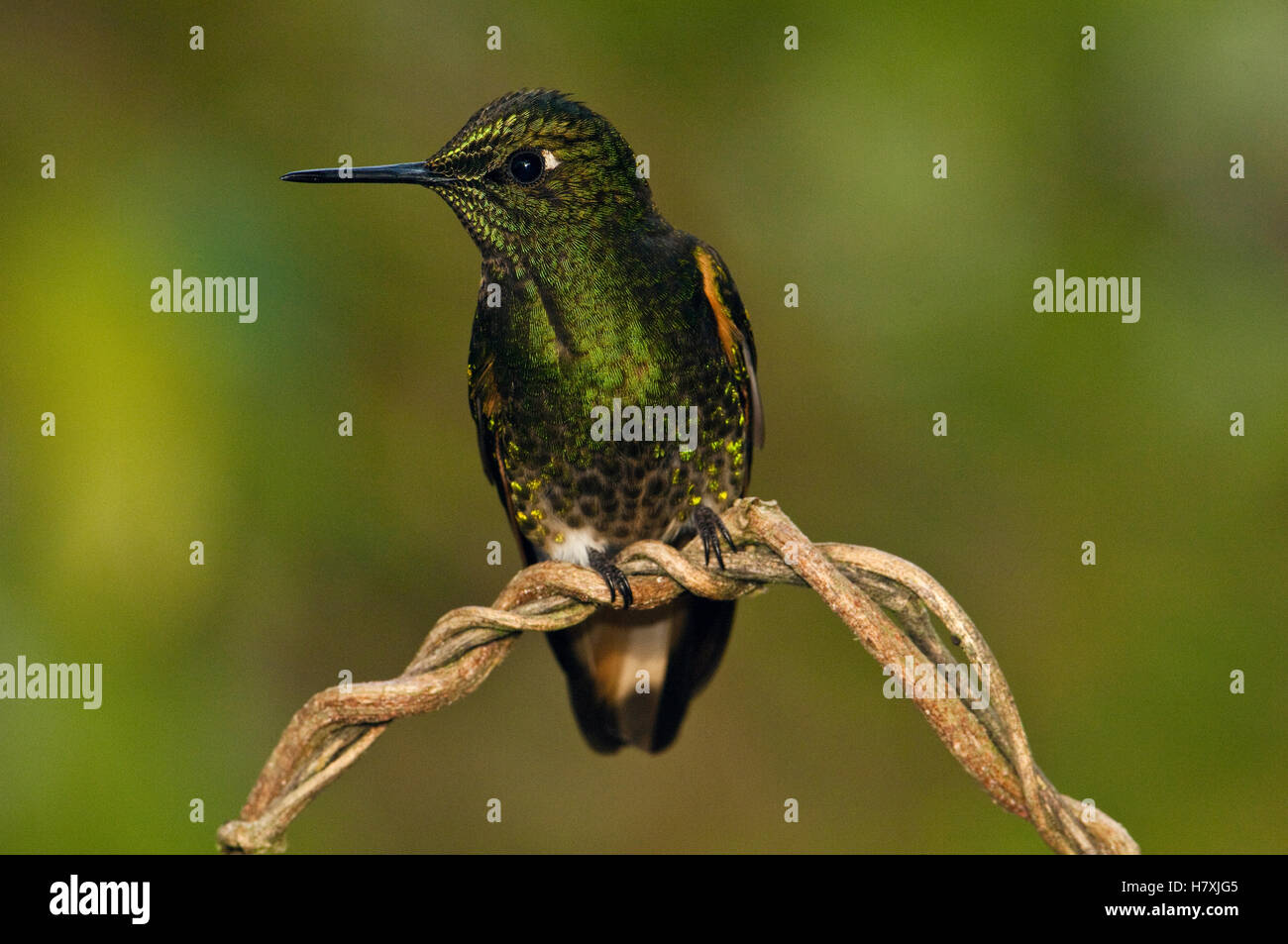 Buff-tailed Coronet (Boissonneaua flavescens) hummingbird, Mindo Cloud ...