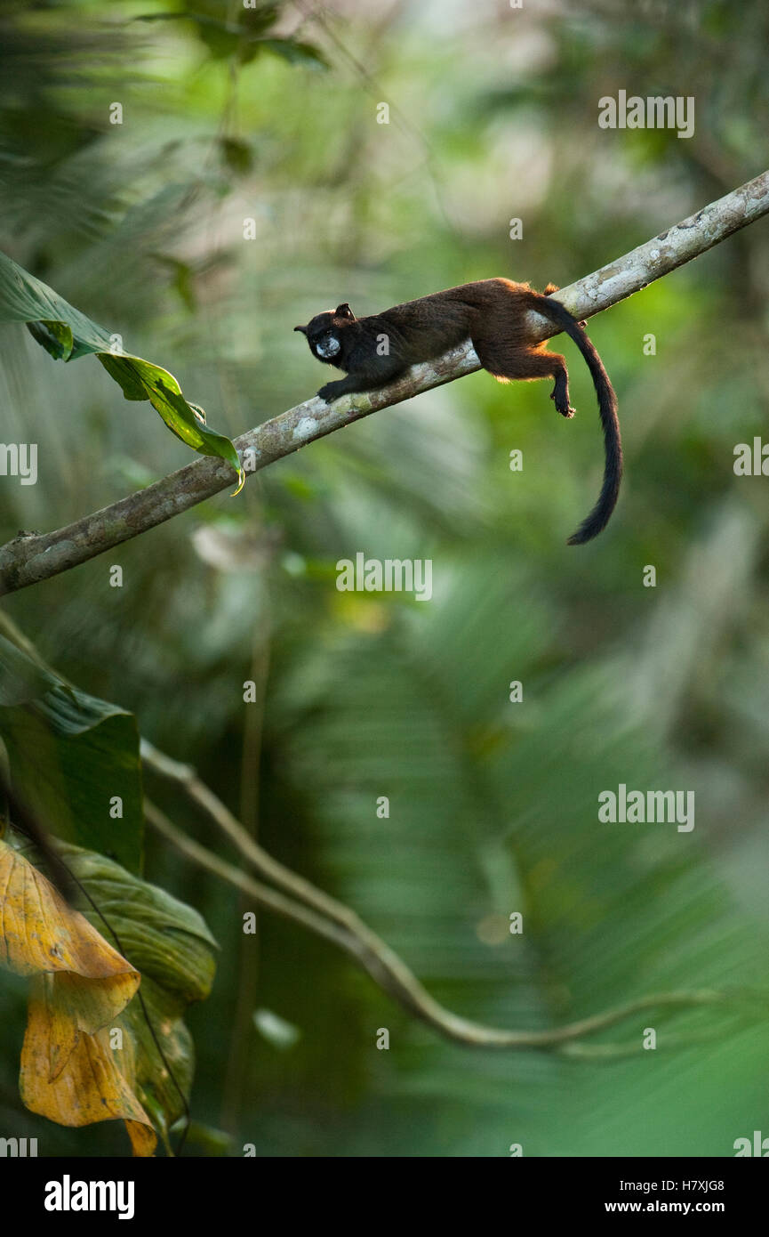 Black-mantled Tamarin (Saguinus nigricollis) in tree, Napo River ...