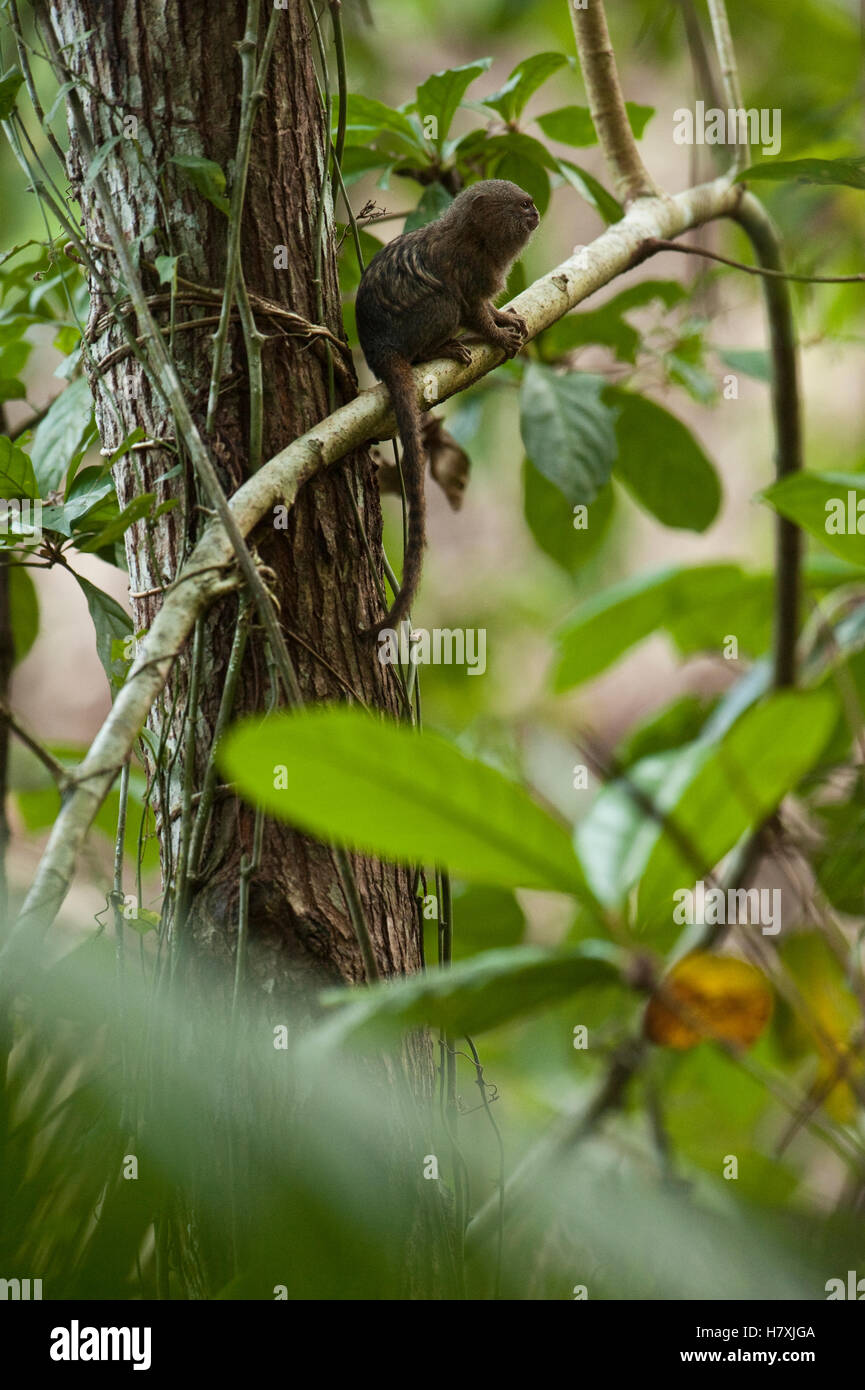 Pygmy Marmoset (Cebuella pygmaea) in tree, Napo River, Yasuni National ...