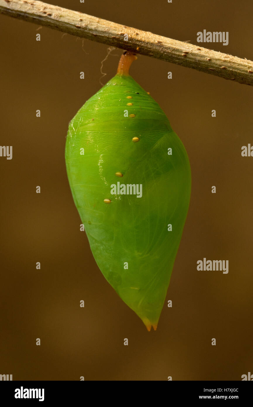 Morpho Butterfly (Morpho achilles) chrysalis, Napo River, Yasuni ...
