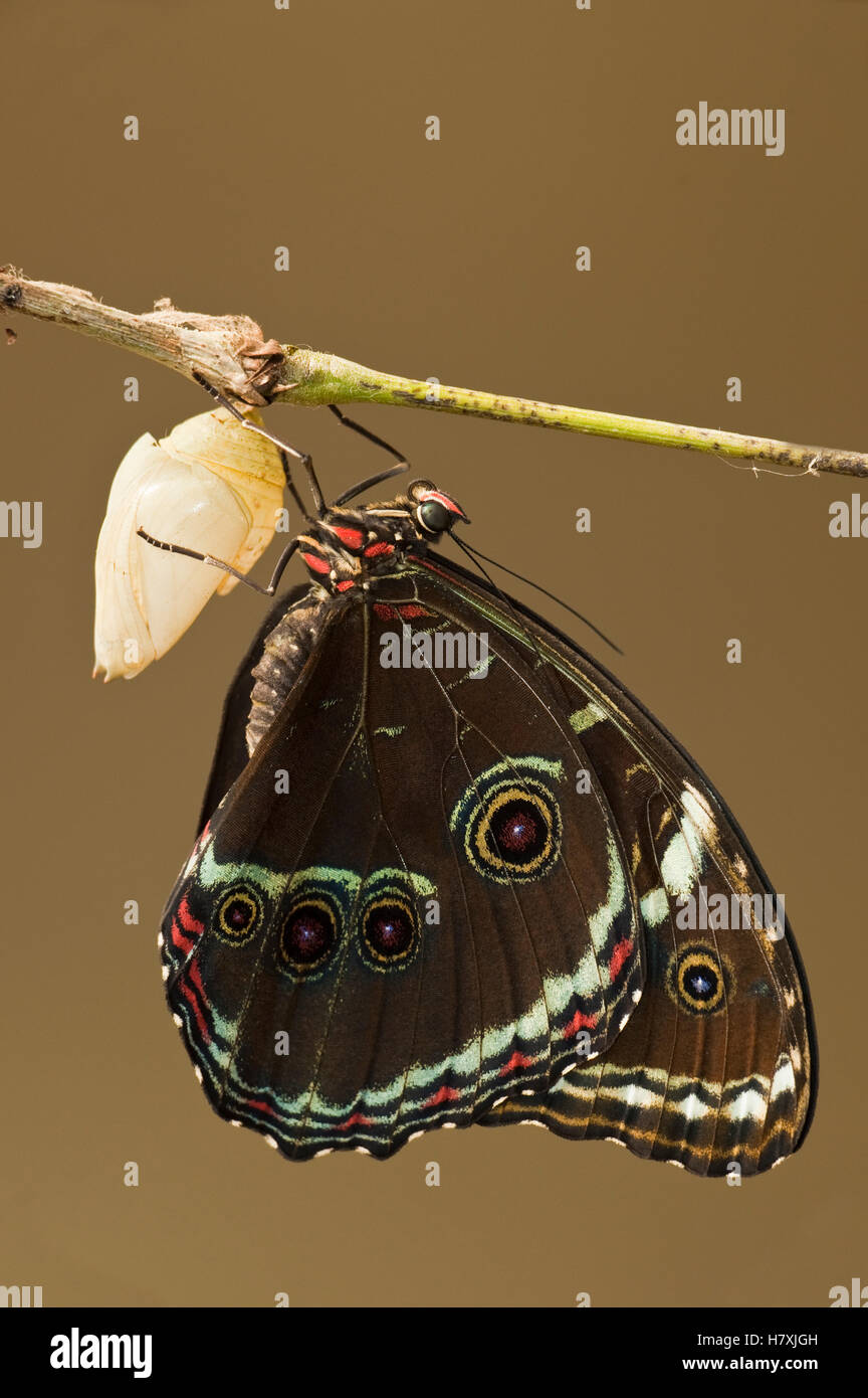 Morpho Butterfly (Morpho achilles) emerging from chrysalis, Napo River ...