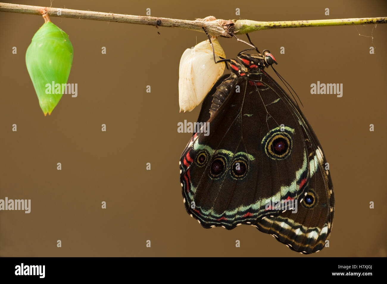 Morpho Butterfly (Morpho achilles) emerged from chrysalis with another ...