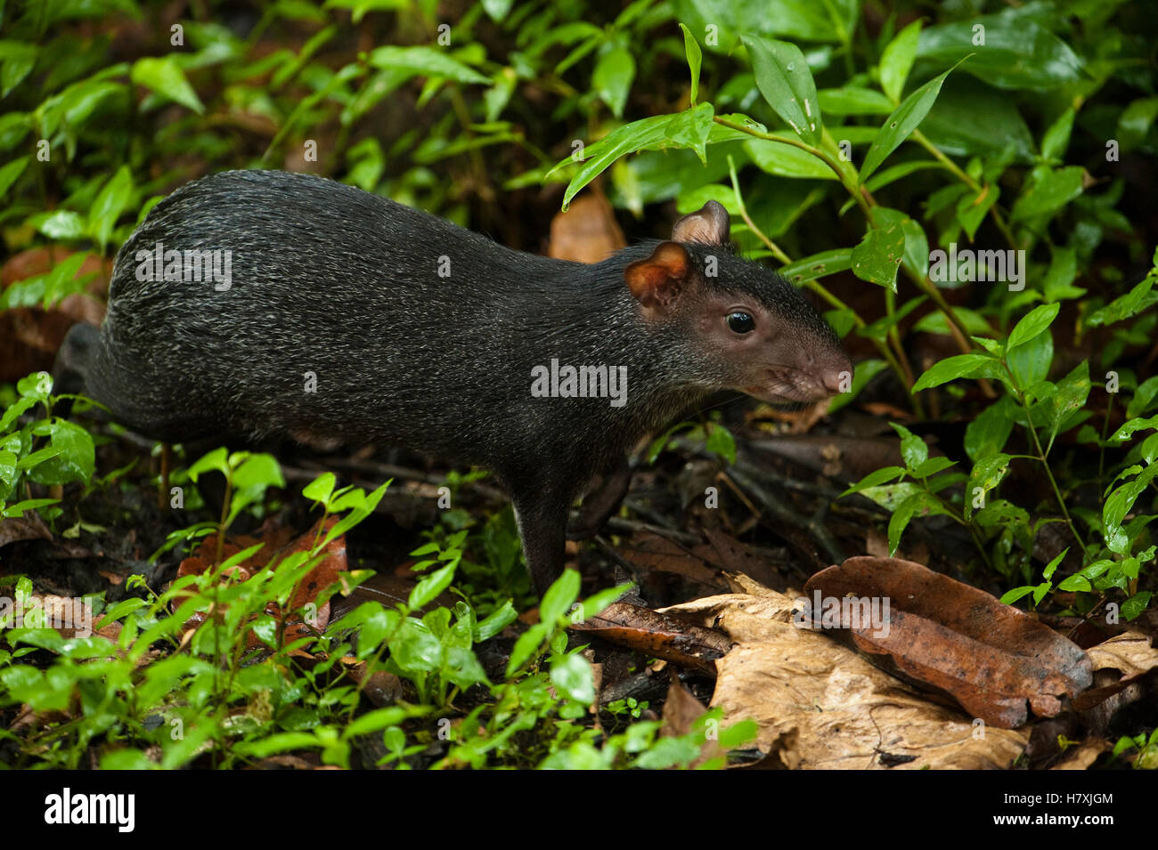 Black Agouti (Dasyprocta fuliginosa), Napo River, Yasuni National Park ...