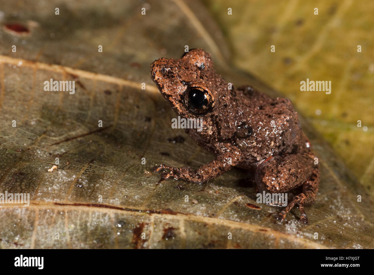 Southern Frog (Pristimantis sp), Napo River, Yasuni National Park ...