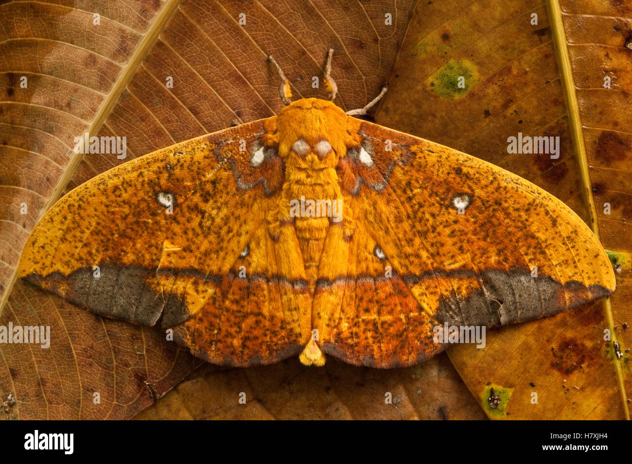 Saturniid Moth (Saturniidae), Napo River, Yasuni National Park, Amazon ...