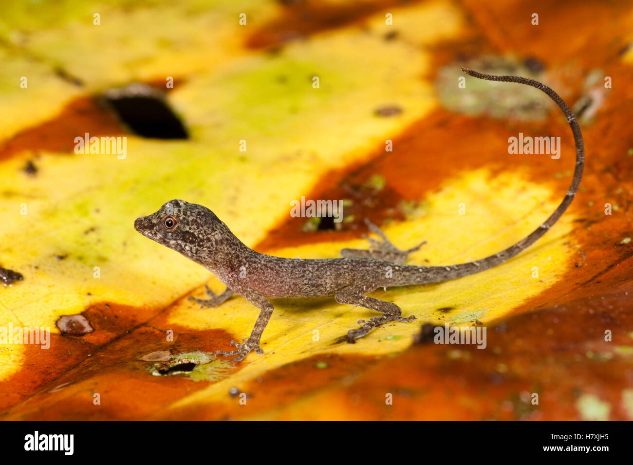 Anolis Lizard (Anolis sp), Napo River, Yasuni National Park, Amazon ...