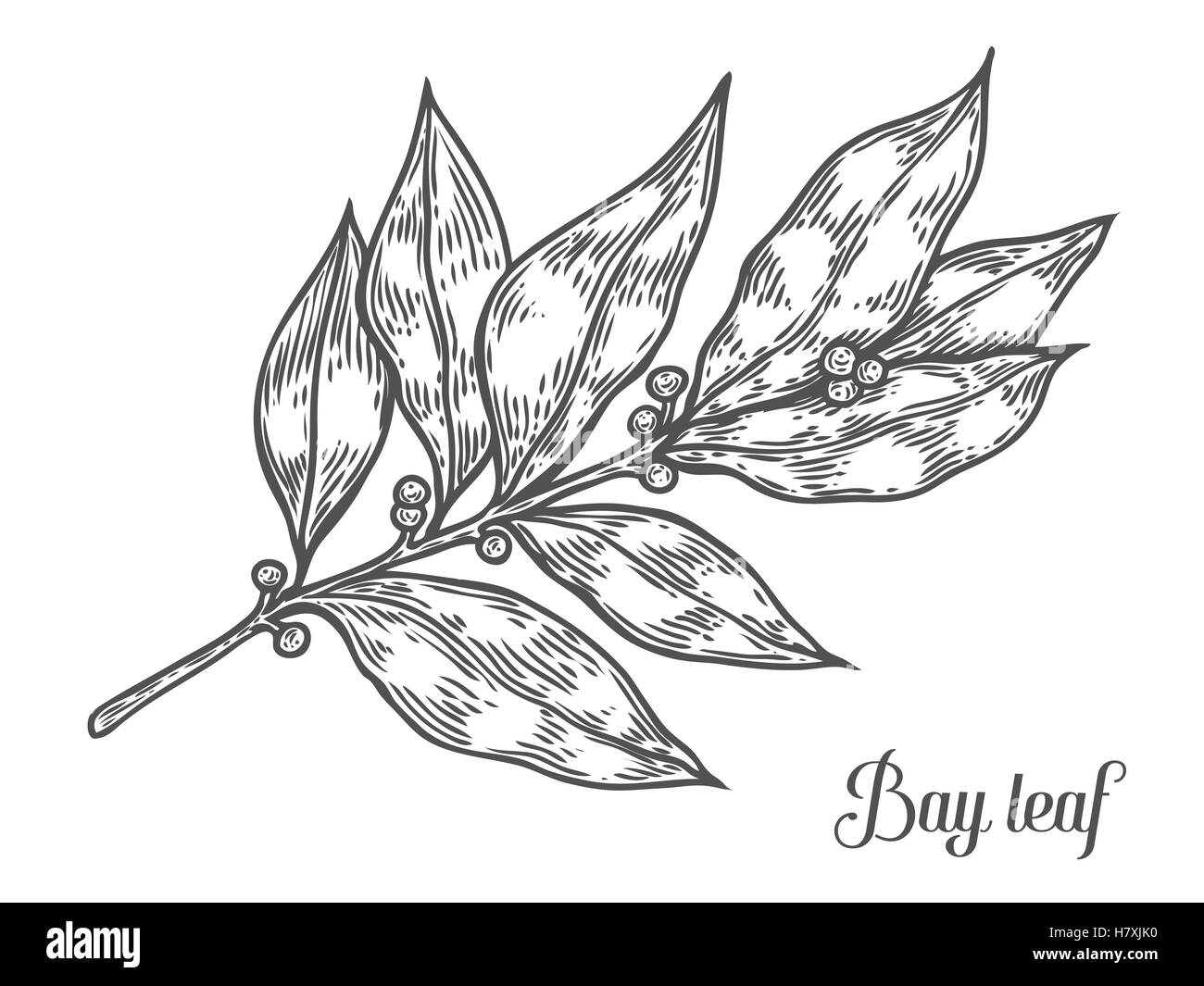 Bay Leaf Clipart at Alexis Kevin blog