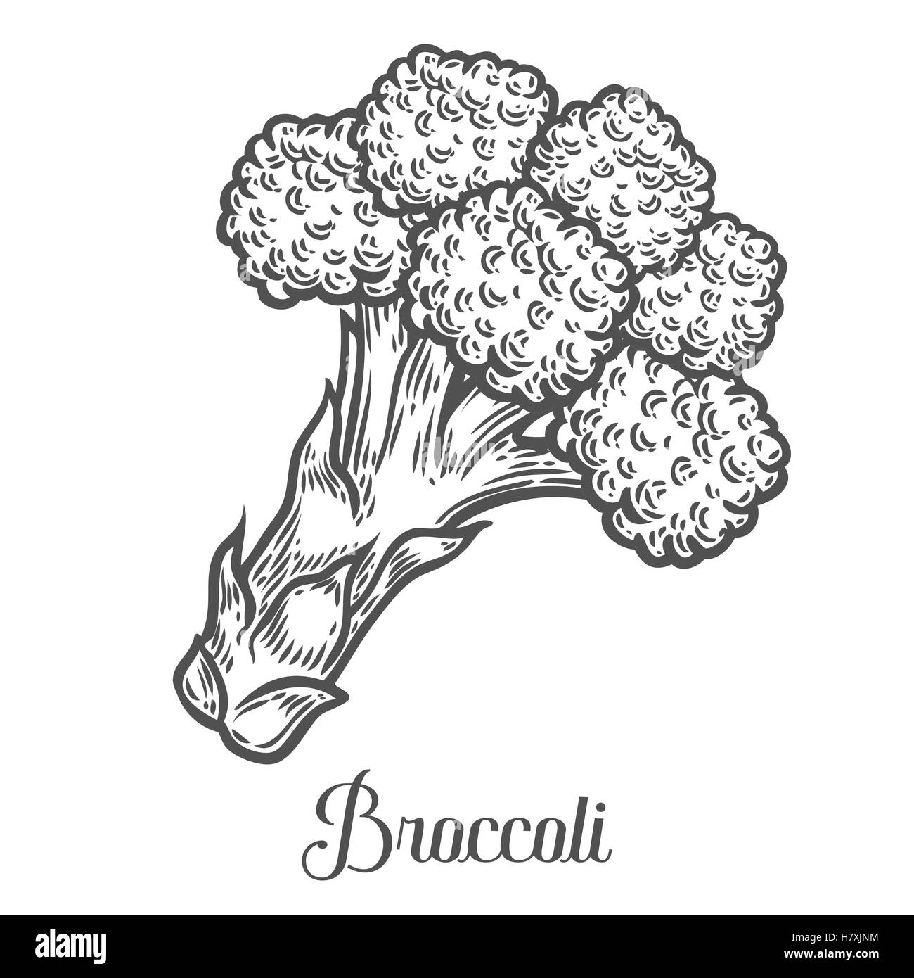 Broccoli Drawing