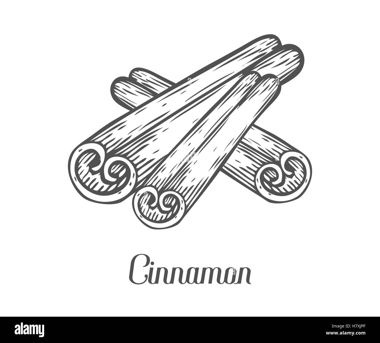 Cinnamon Illustration