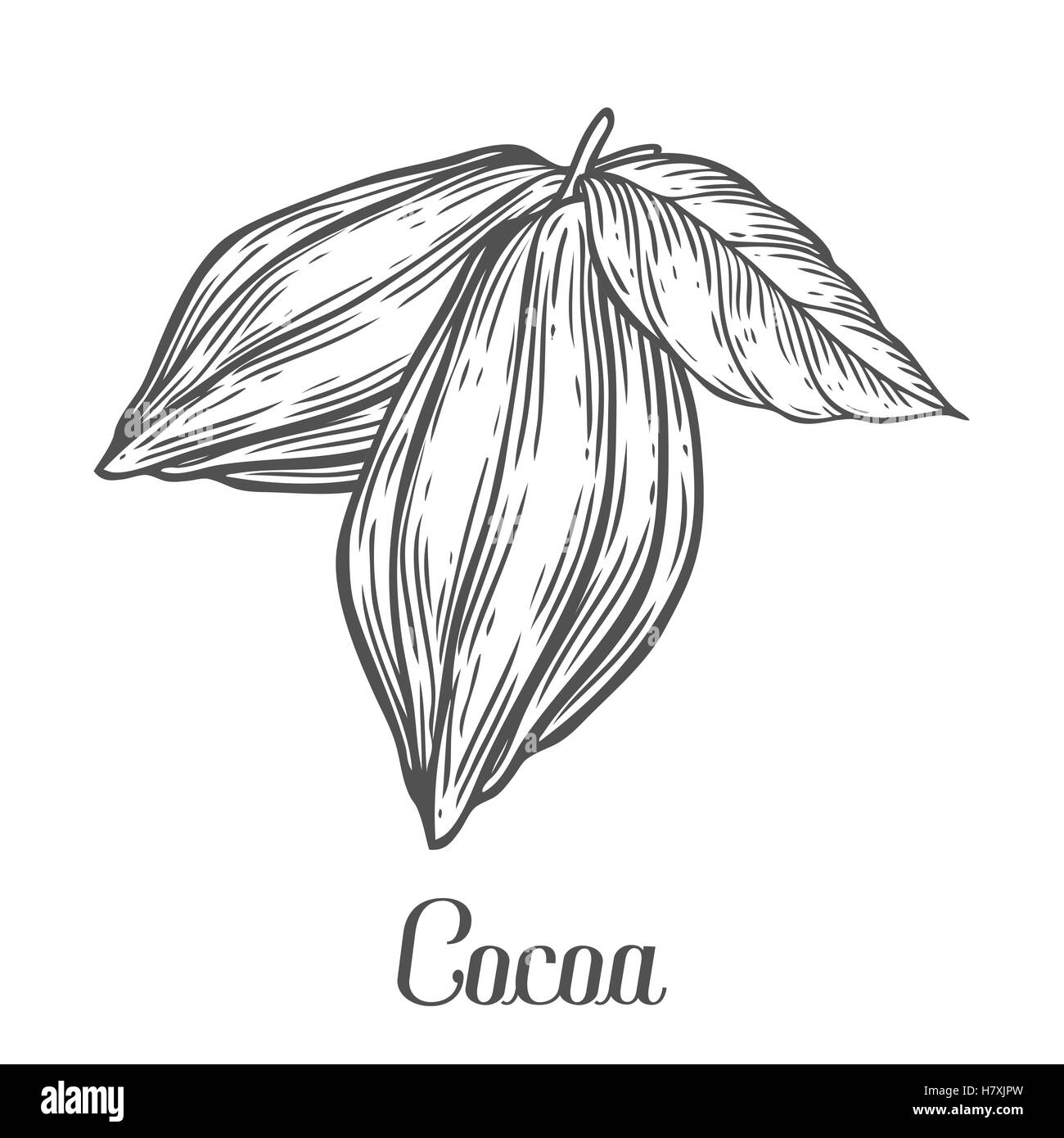 Cacao Hand drawn. Cocoa botany vector illustration. Doodle of healthy ...