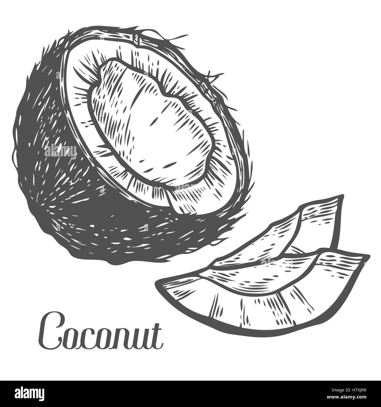 Coconut Line Drawing