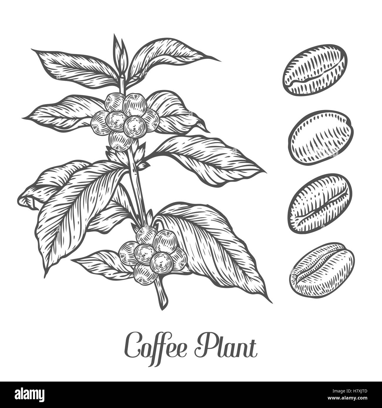 Coffee Bean Plant Illustration