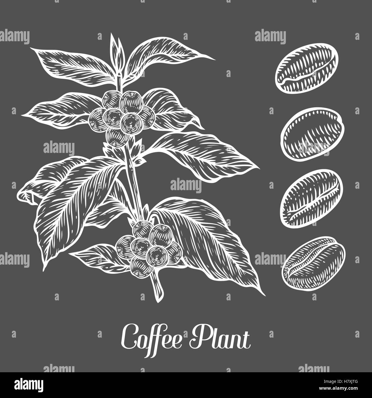 Coffee tree seed Black and White Stock Photos & Images - Alamy