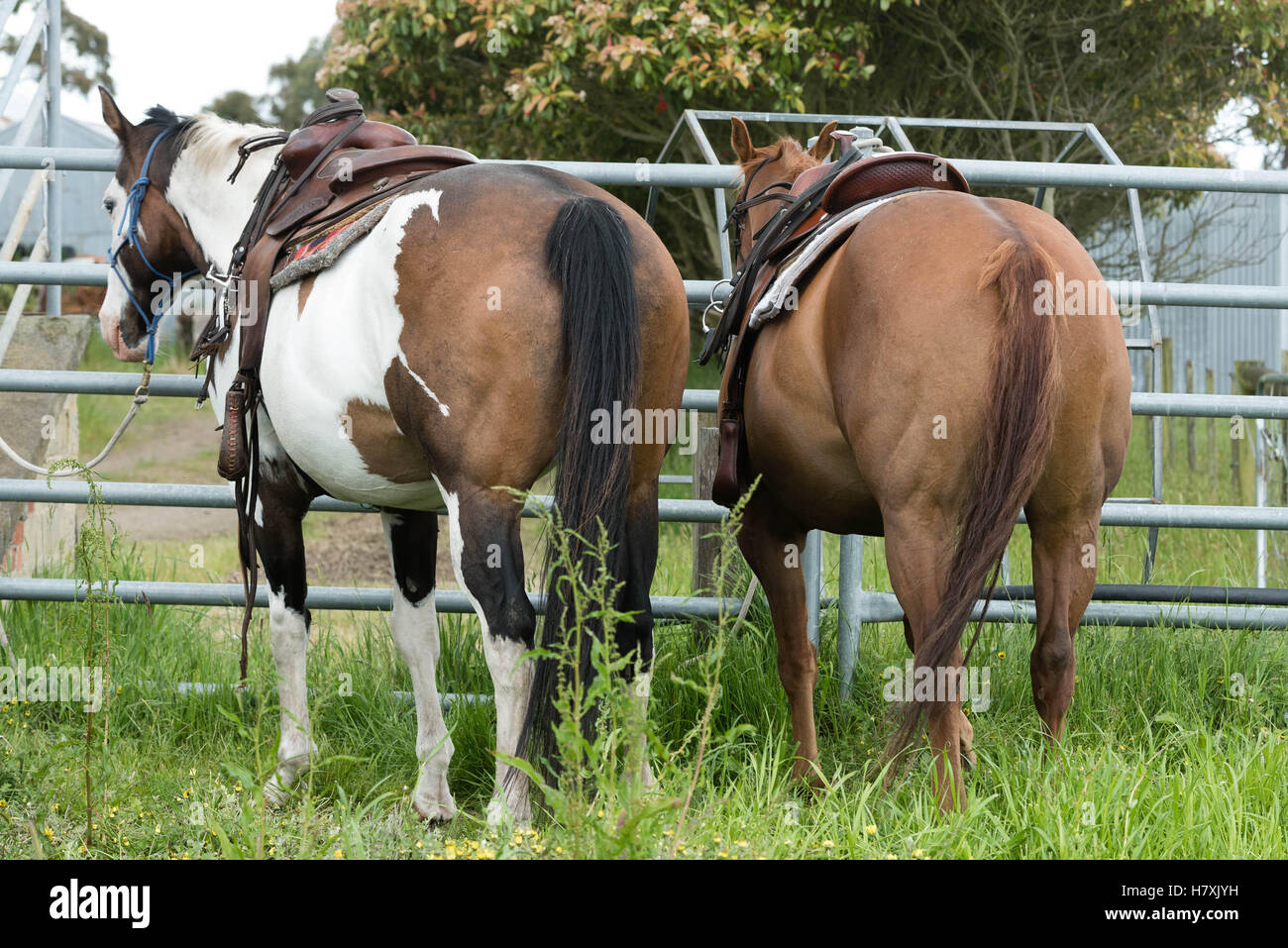horses saddled ready to ride, farm, working horses, backsides Stock ...