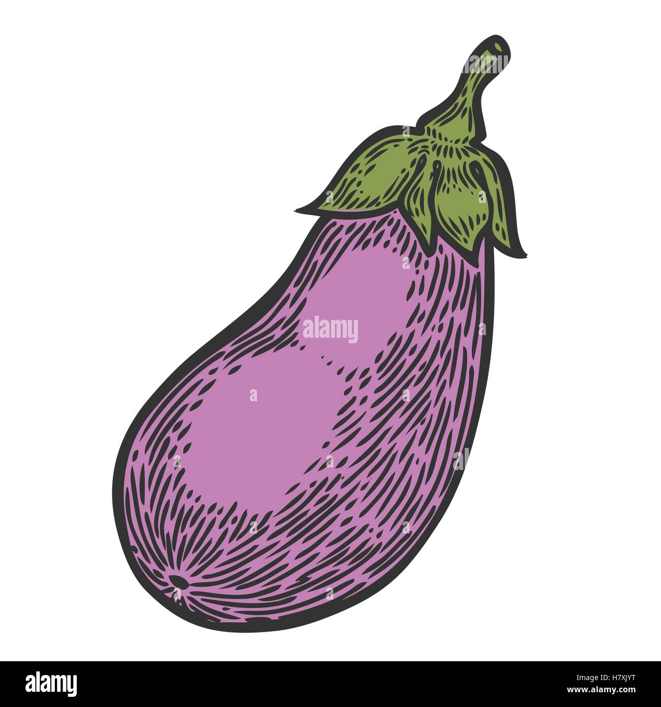 Eggplant Illustration