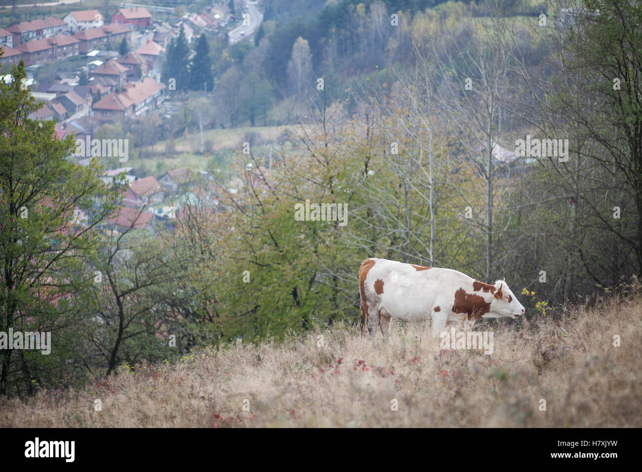 Color image of a cow grazing on a hill Stock Photo - Alamy