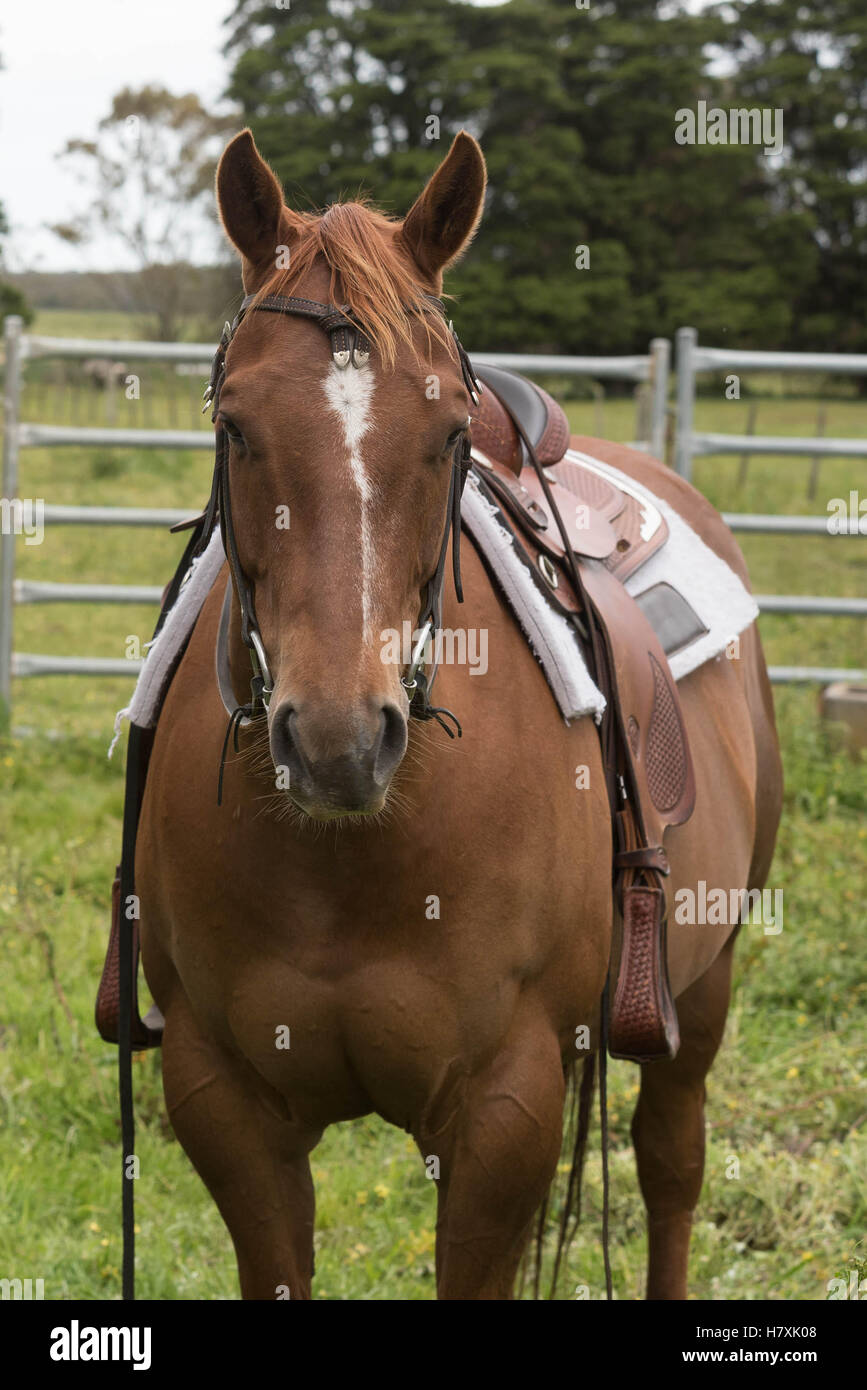quarterhorse ready to ride, western gear Stock Photo - Alamy