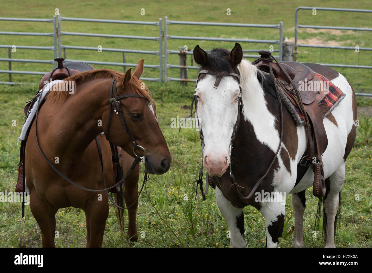 2 horses saddled in the yards ready for work Stock Photo - Alamy