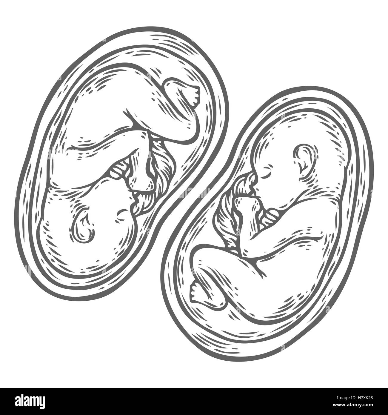 Fetus placenta Stock Vector Images - Alamy