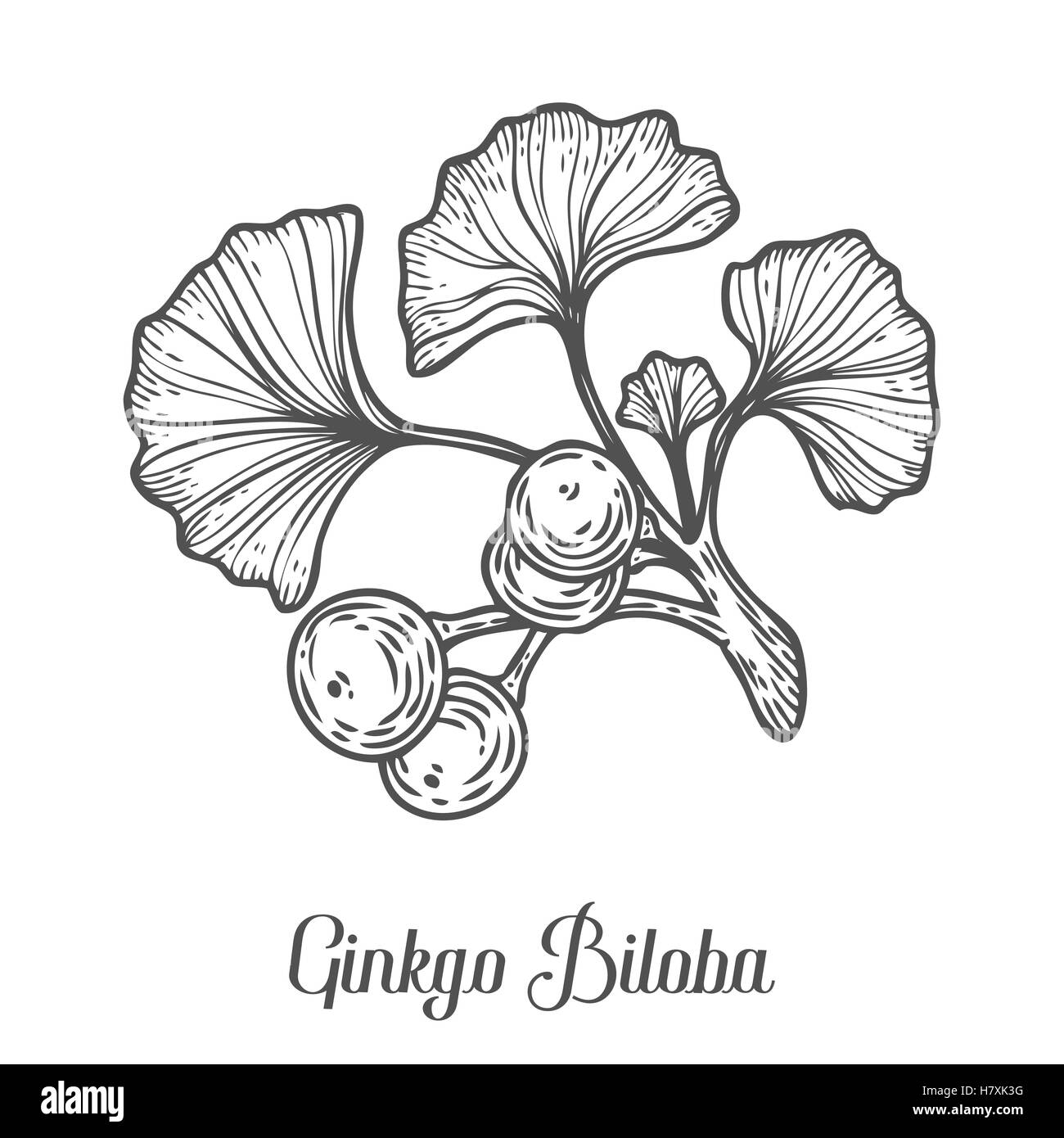 Ginkgophyta illustration hi-res stock photography and images - Alamy