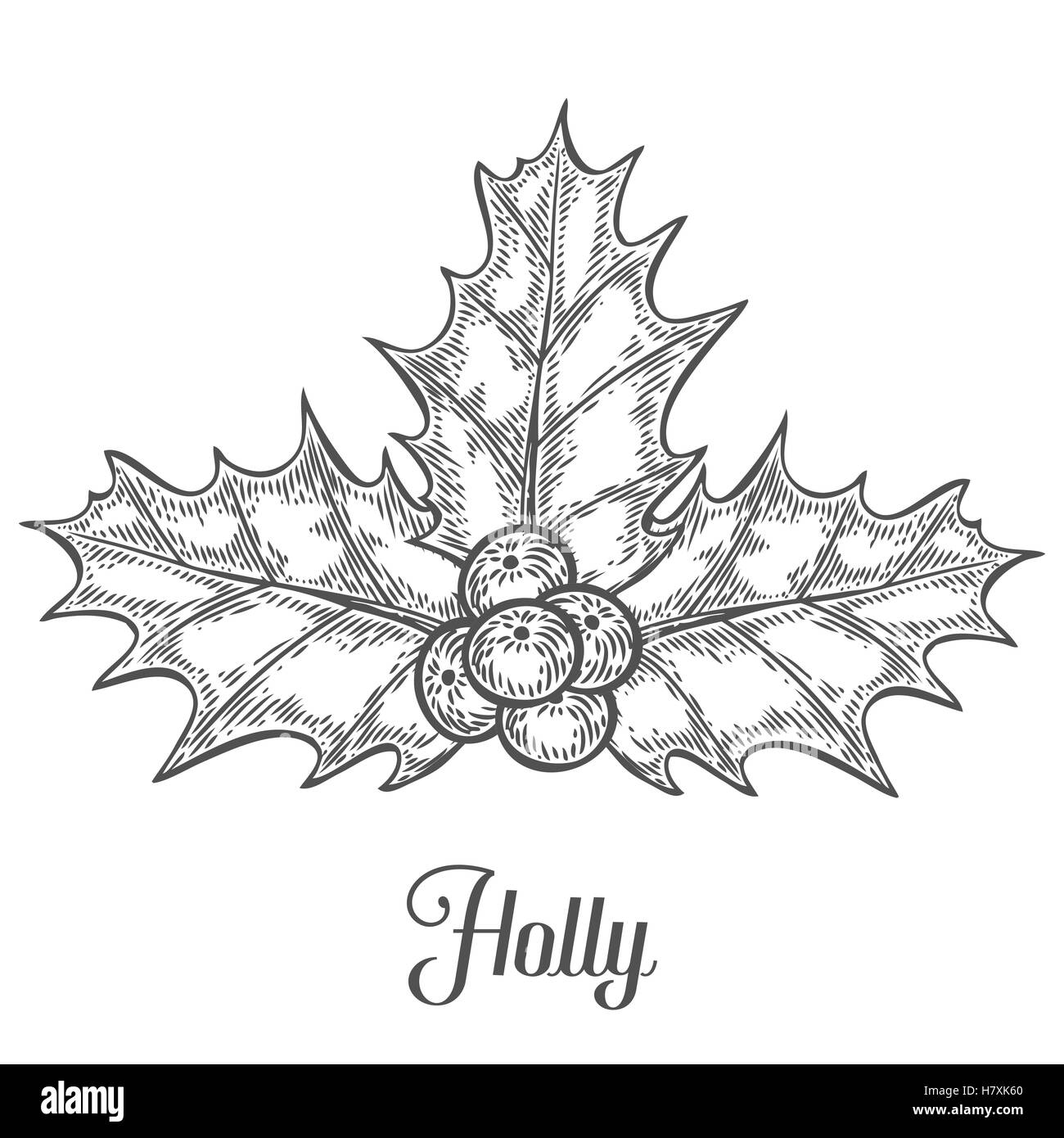 Holly or Ilex aquifolium or Christmas holly, retro vintage engraving ...
