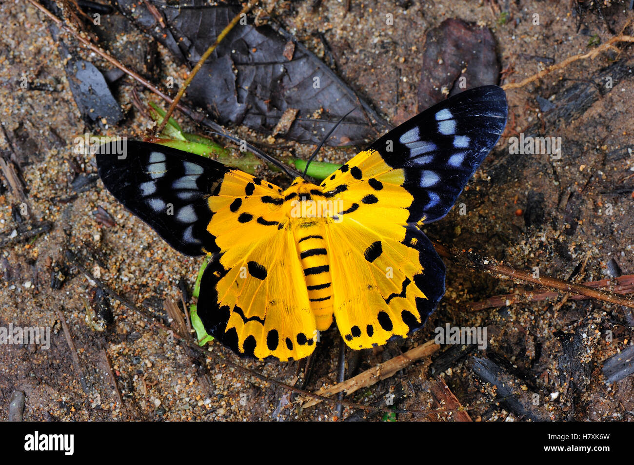 Looper Moth (Dysphania sagana), Gunung Leuser National Park, northern ...