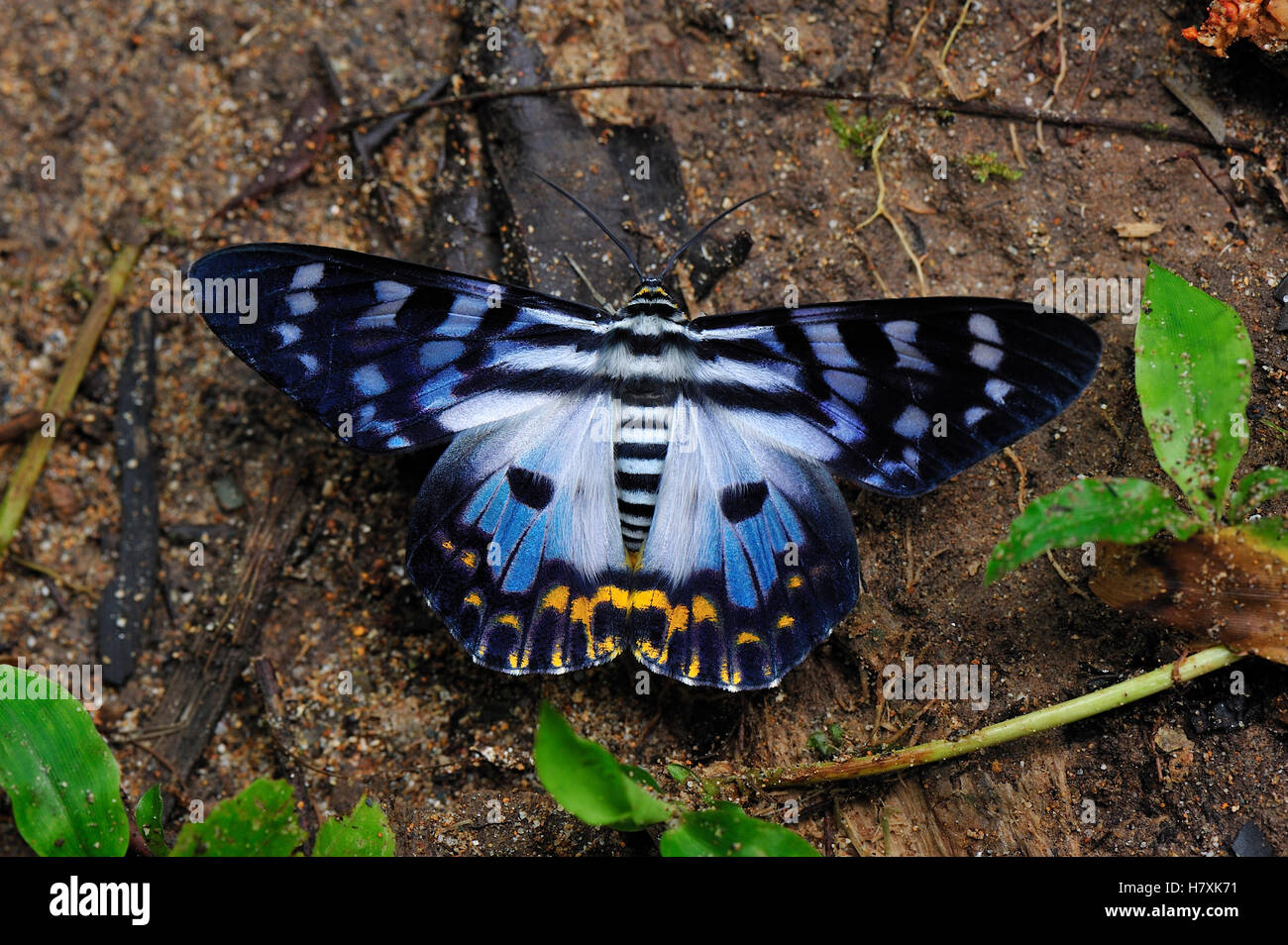 Looper Moth (Dysphania transducta), Gunung Leuser National Park ...
