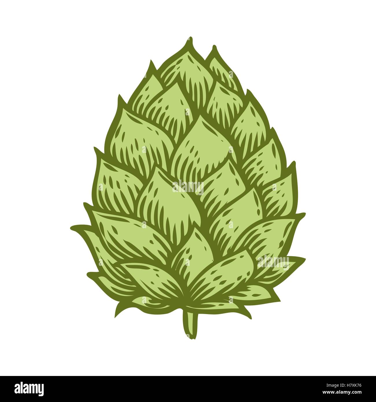Hop plant hand drawn Cut Out Stock Images & Pictures - Alamy