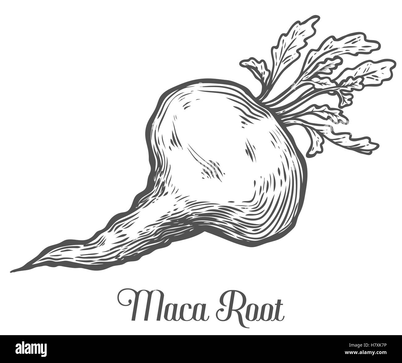 Hand drawn maca peruvian hi-res stock photography and images - Alamy