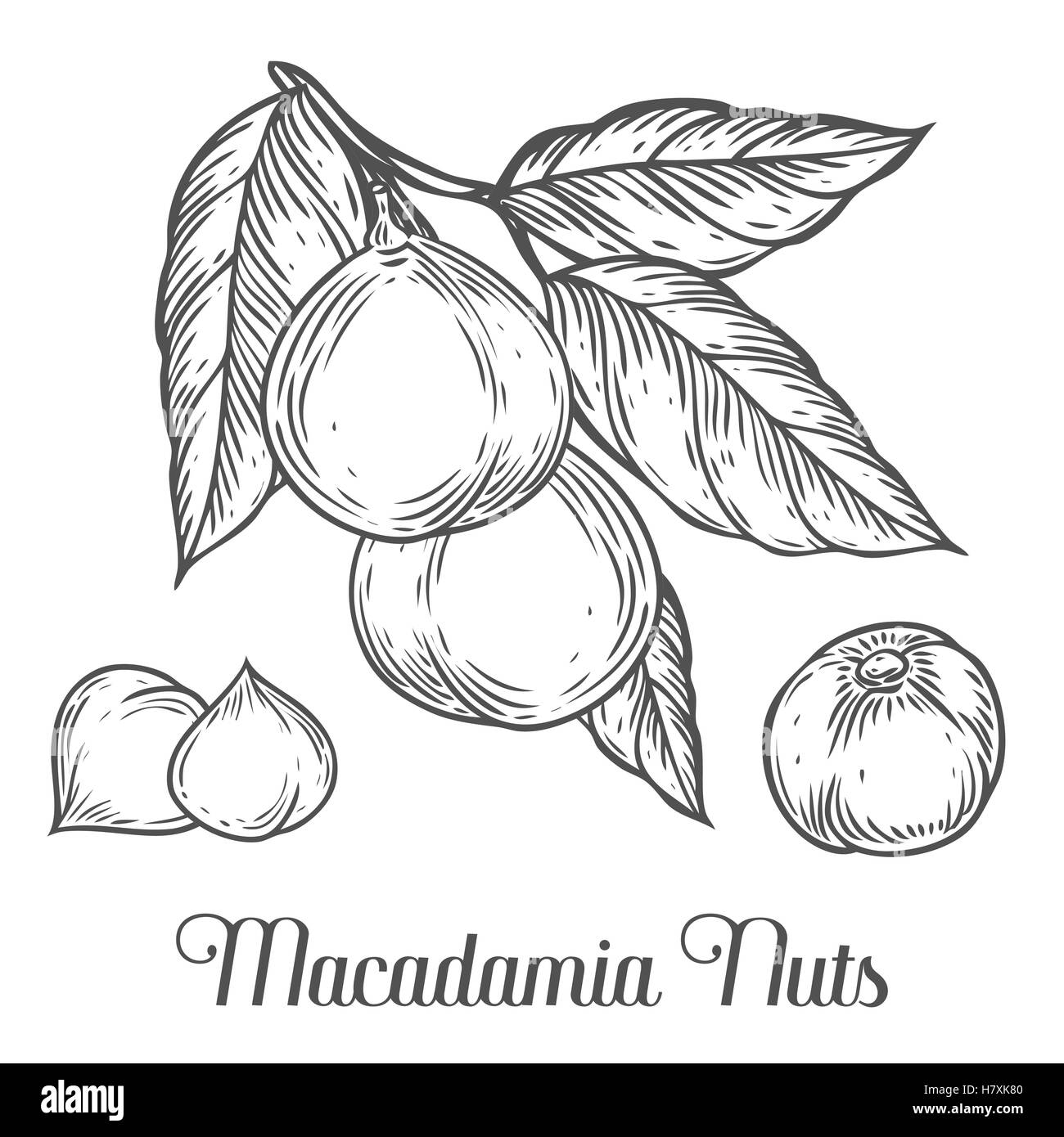 Macadamia nut oil, fruit, berry, leaf, branch, plant. Hand drawn ...