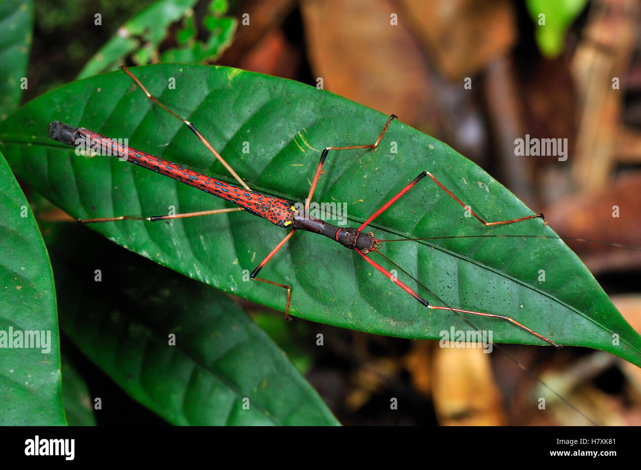 Stick Insect (Diapheromeridae) on leaf, Gunung Leuser National Park ...