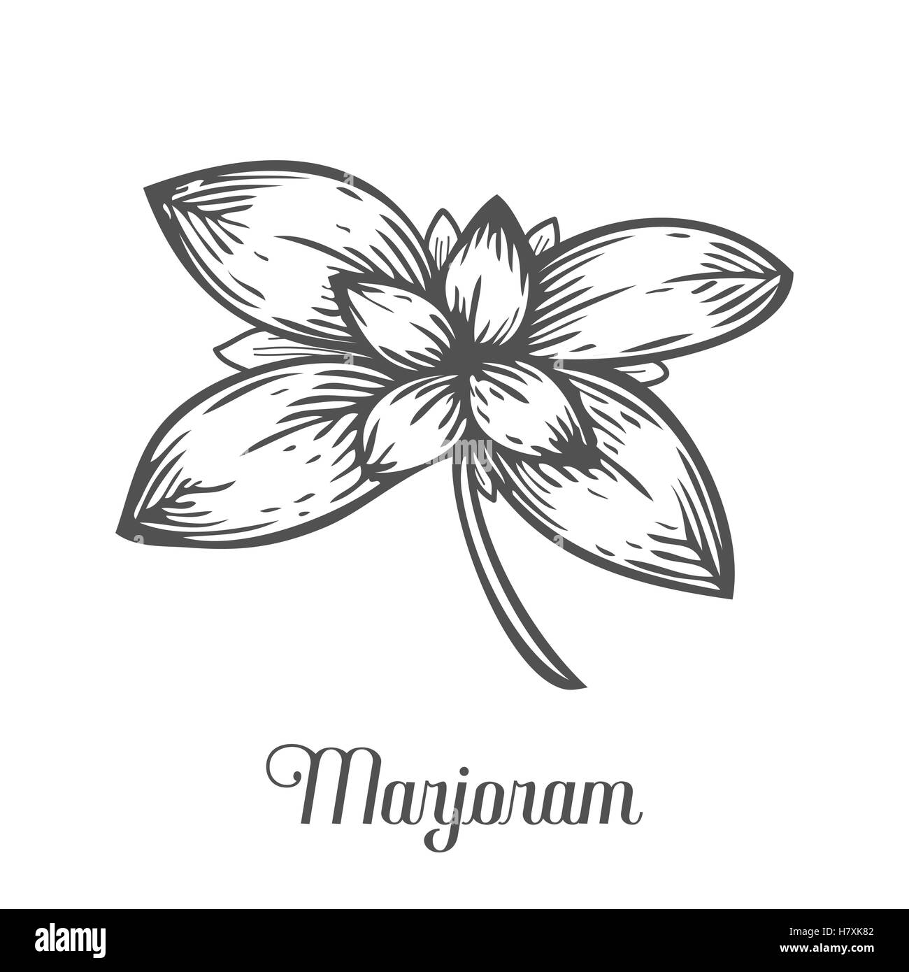 Marjoram plant branch leaf. Hand drawn sketch vector illustration ...