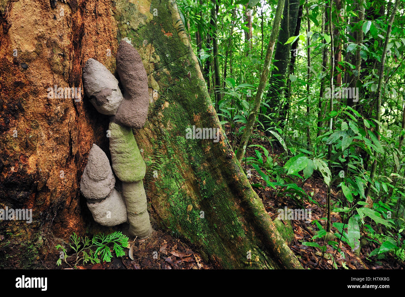 Termite (Dicuspiditermes sp) mounds at base of tree, Gunung Leuser ...
