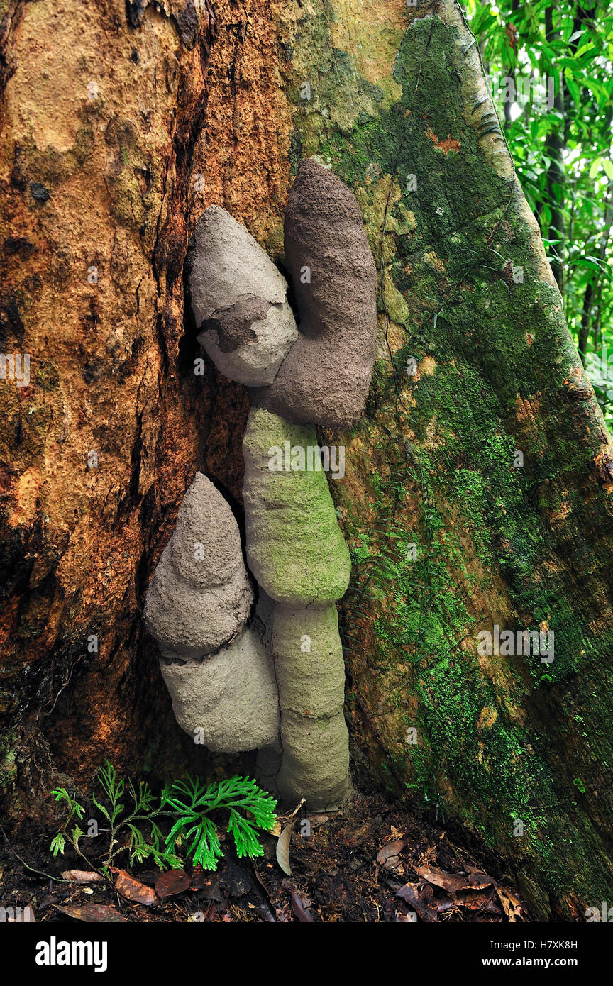 Termite (Dicuspiditermes sp) mounds at base of tree, Gunung Leuser ...