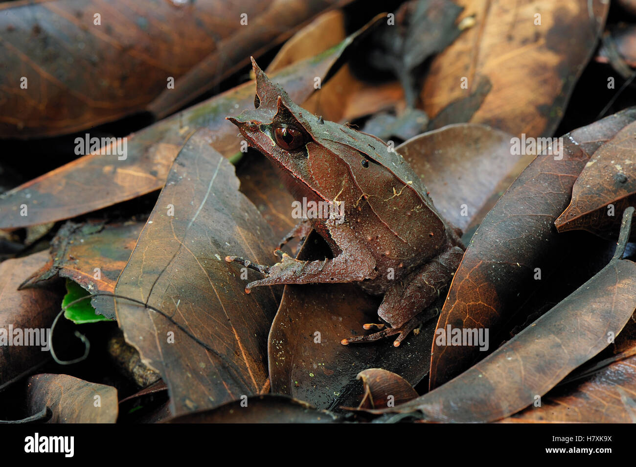 Asian Horned Frog (Megophrys nasuta) camouflaged in leaf litter, Gunung ...