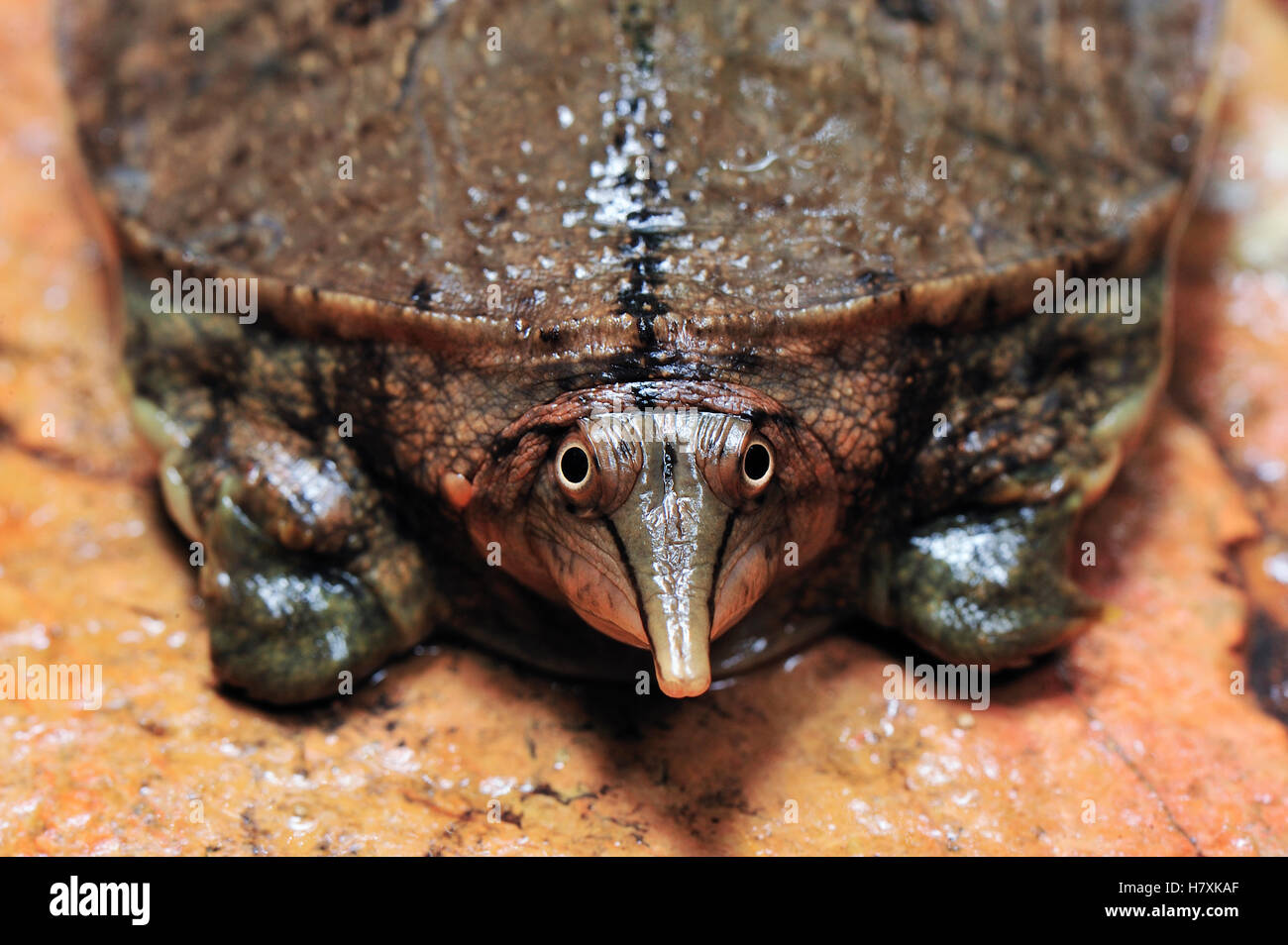 Malayan Softshell Turtle (Dogania subplana), Gunung Leuser National ...