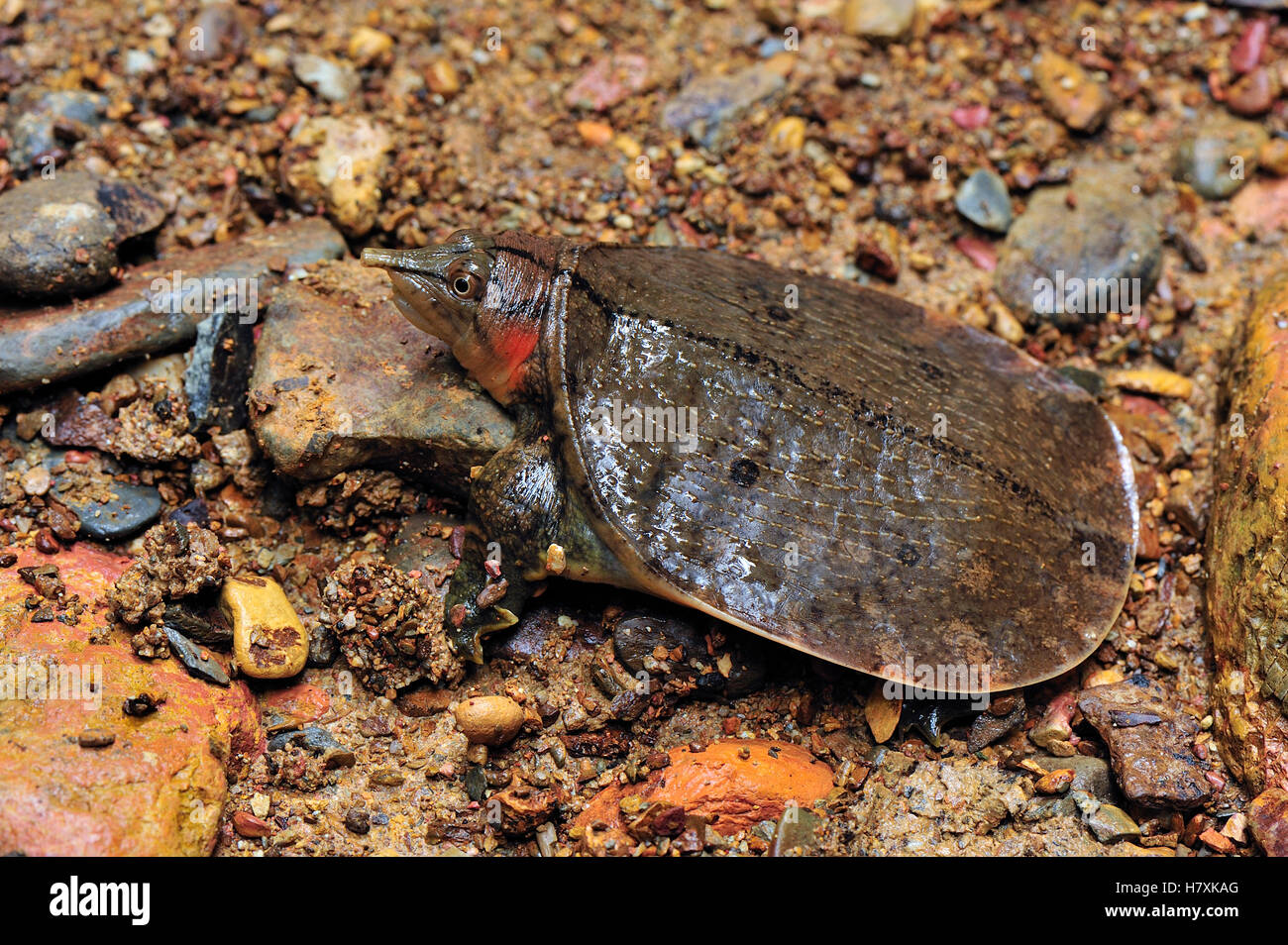 Malayan Softshell Turtle (Dogania subplana), Gunung Leuser National ...