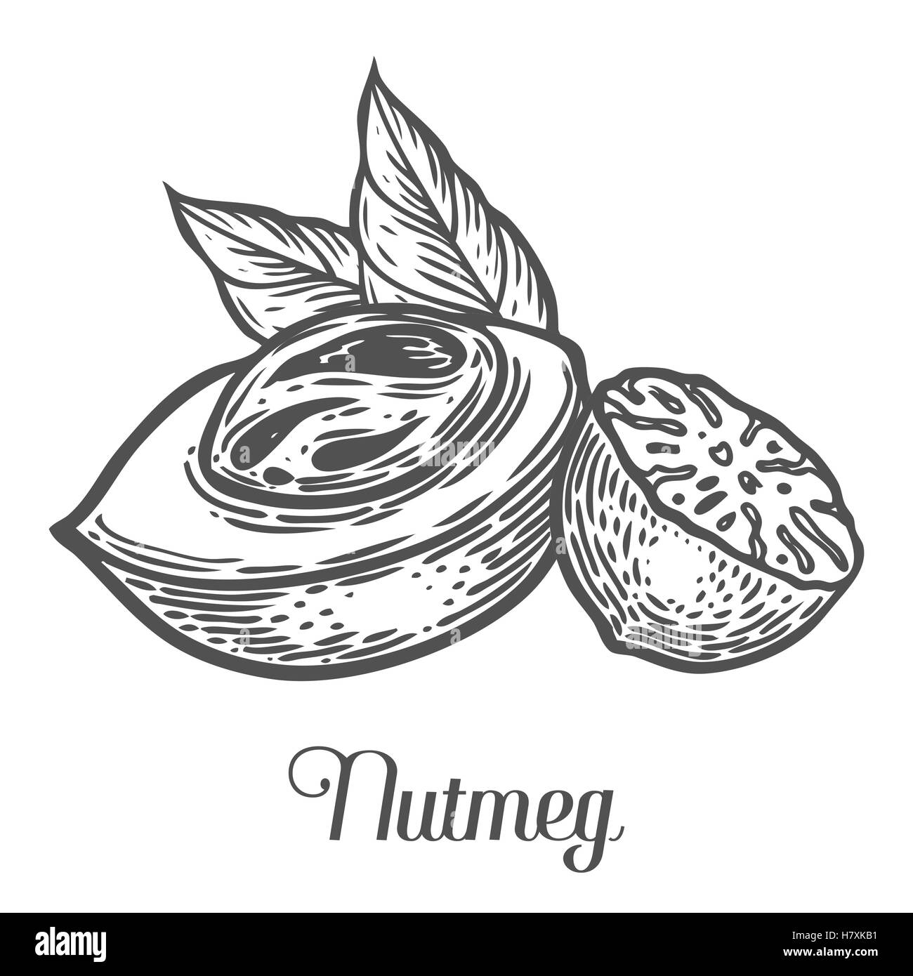 Fresh ground nutmeg Black and White Stock Photos & Images - Alamy Fresh ground nutmeg Black and White Stock Photos & Images - Alamy