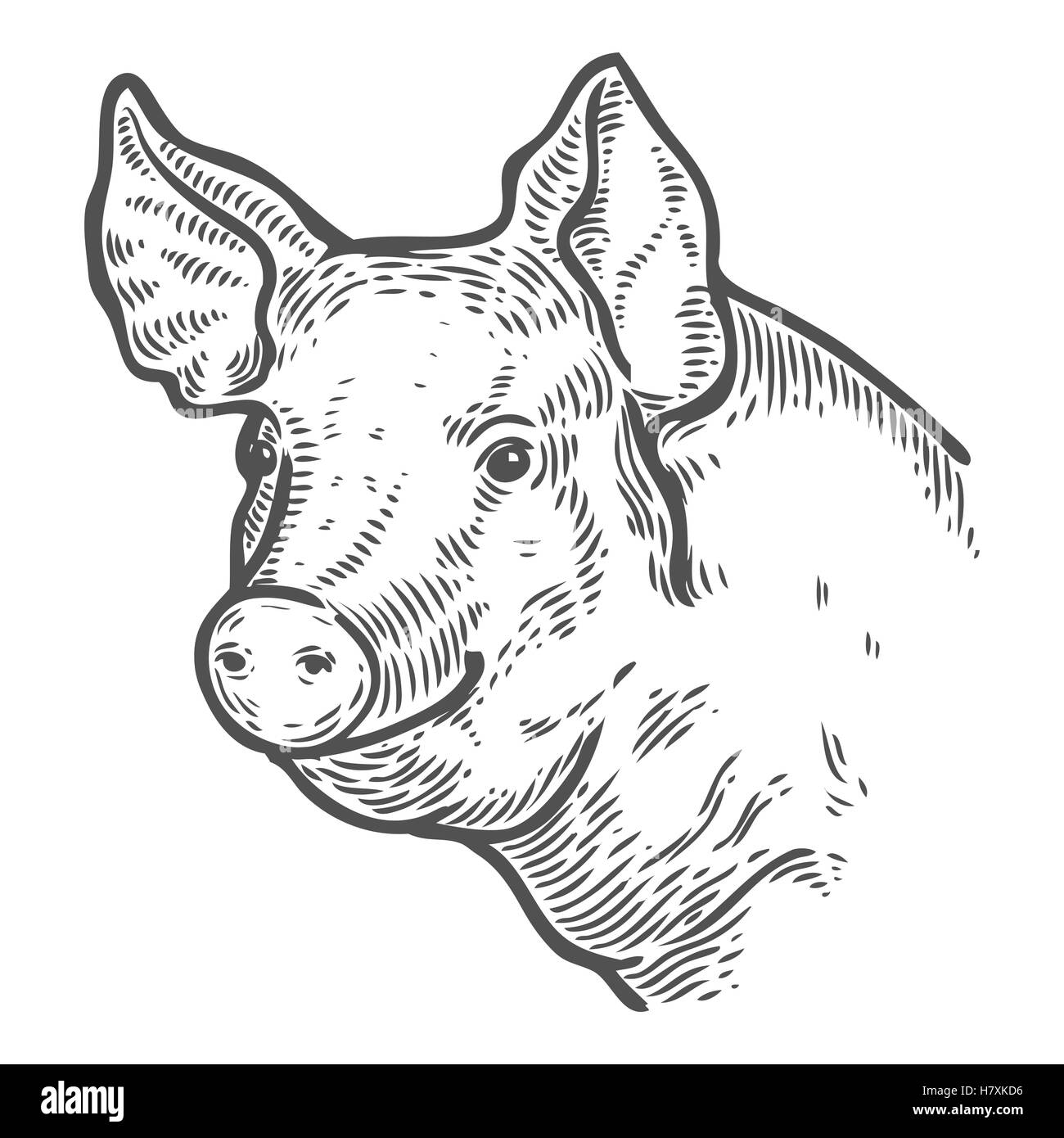 How To Draw A Pig Head Step By Step