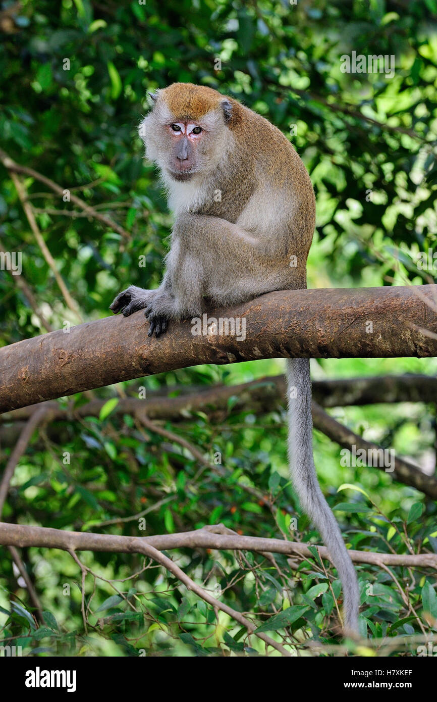Long-tailed Macaque (Macaca fascicularis), Kuala Selangor Nature Park ...