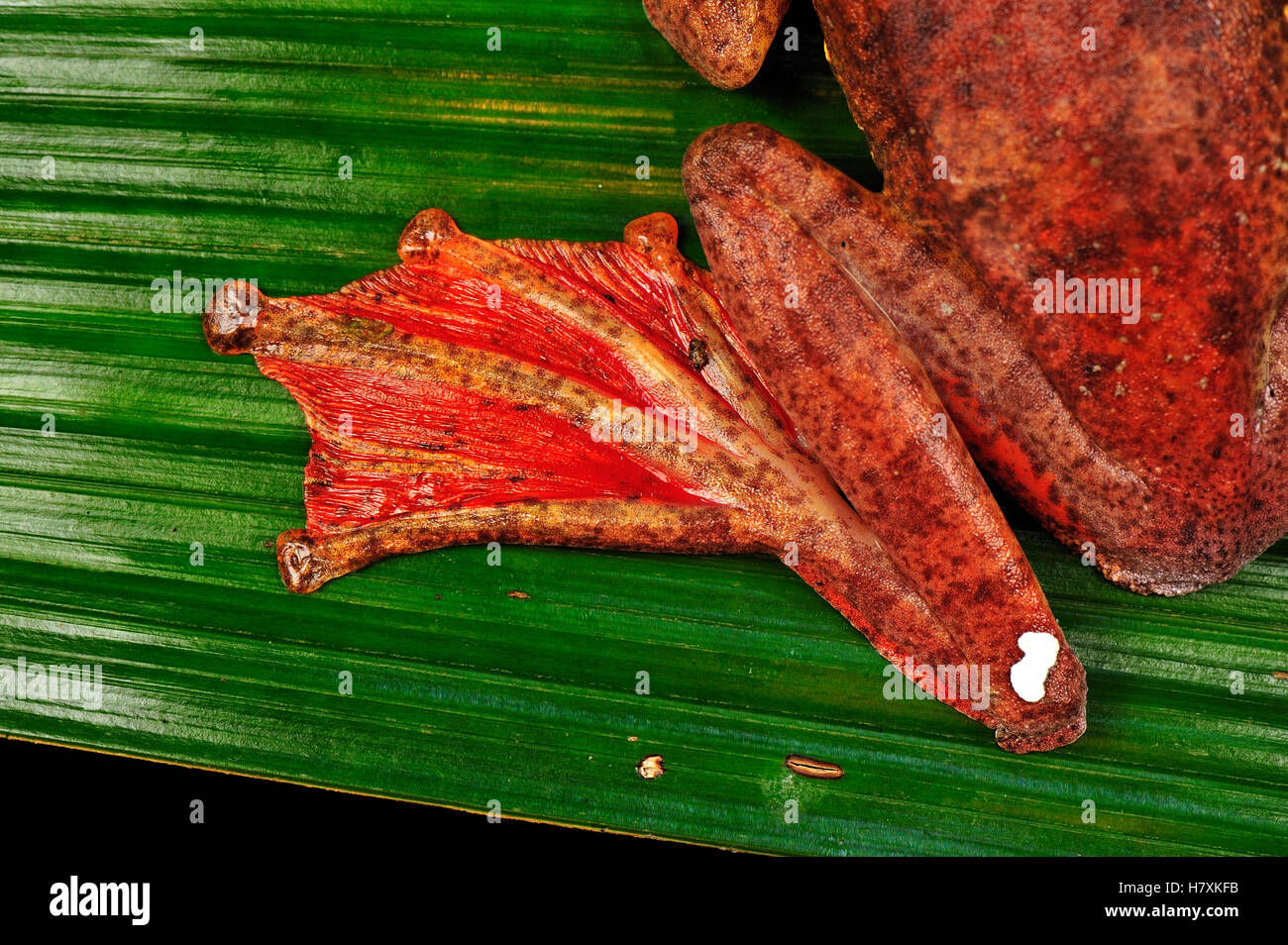 Harlequin Flying Tree Frog (Rhacophorus pardalis) hind limb with ...