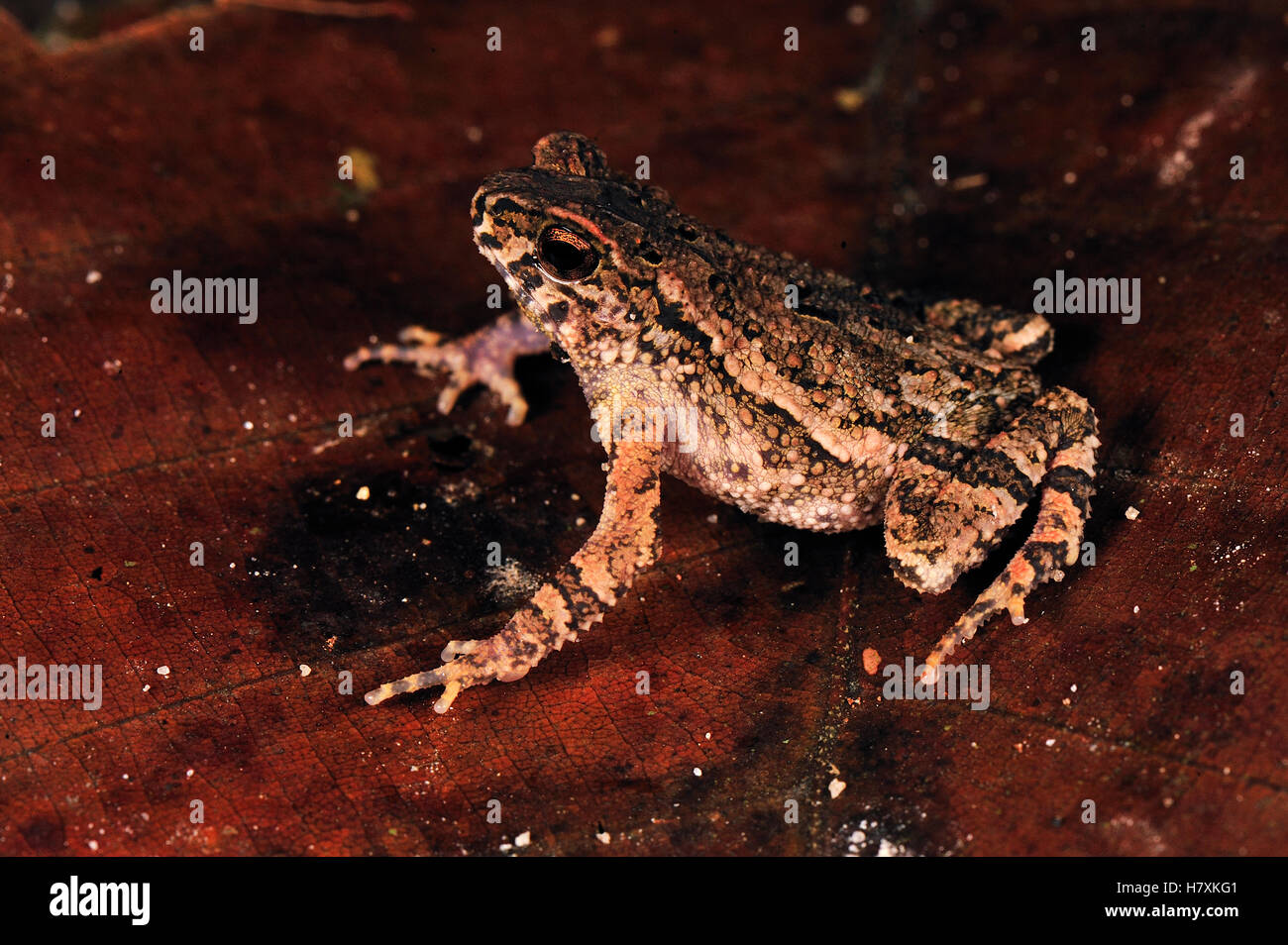 Lesser Toad (Bufo parvus), Forest Research Institute Malaysia, Malaysia ...